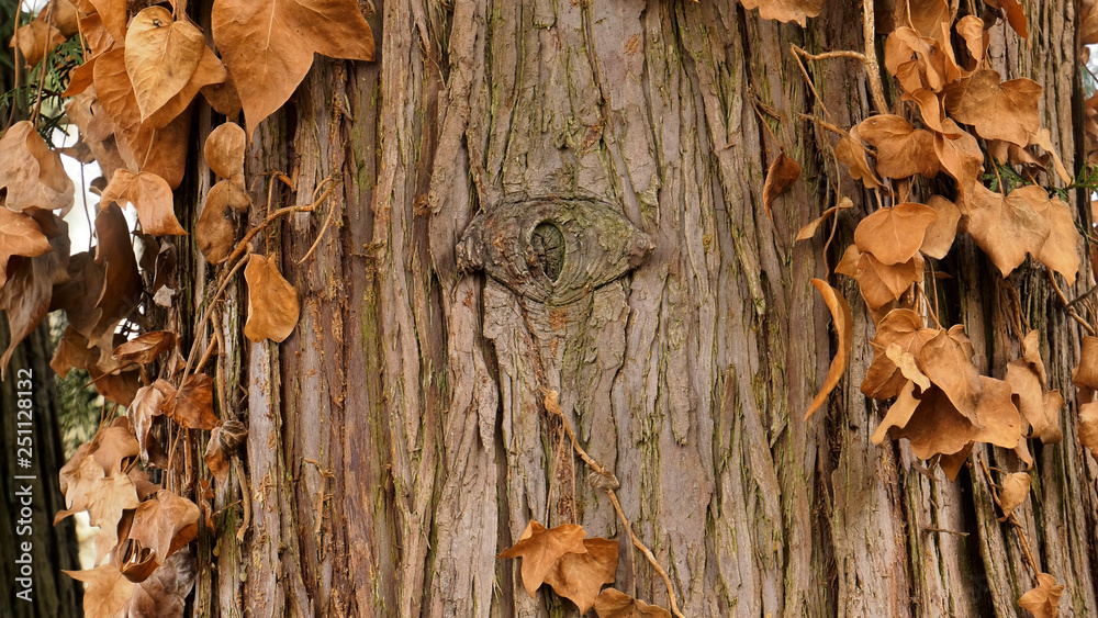living tree with an eye in it's stem looking at the camera observing it ...