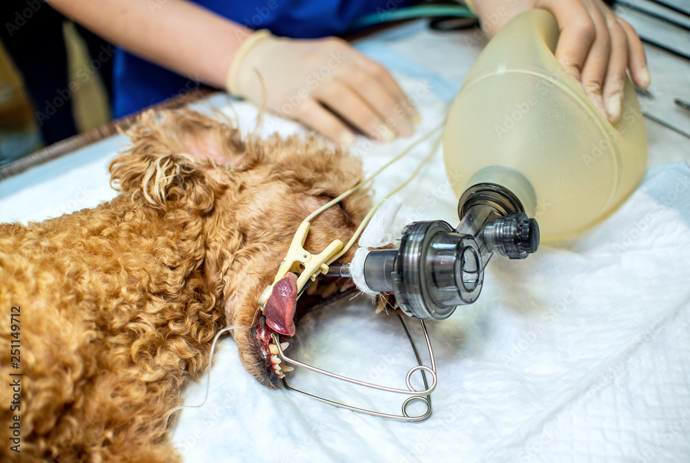 How Do They Put A Dog Under Anesthesia