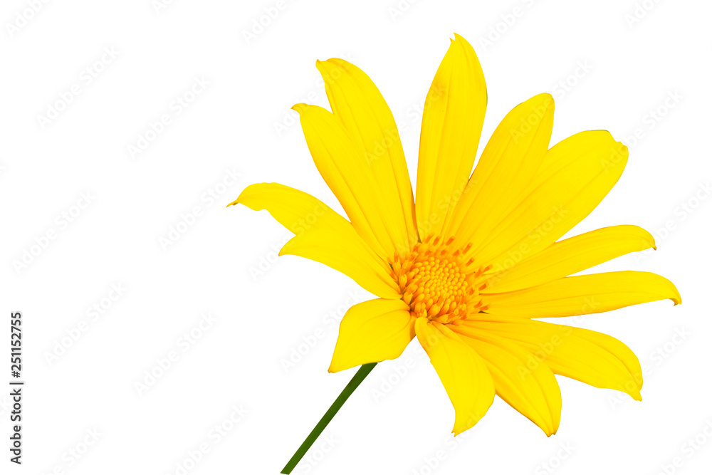 Blooming Leopard’s Bane flower -Doronicum austriacum isolated white ...