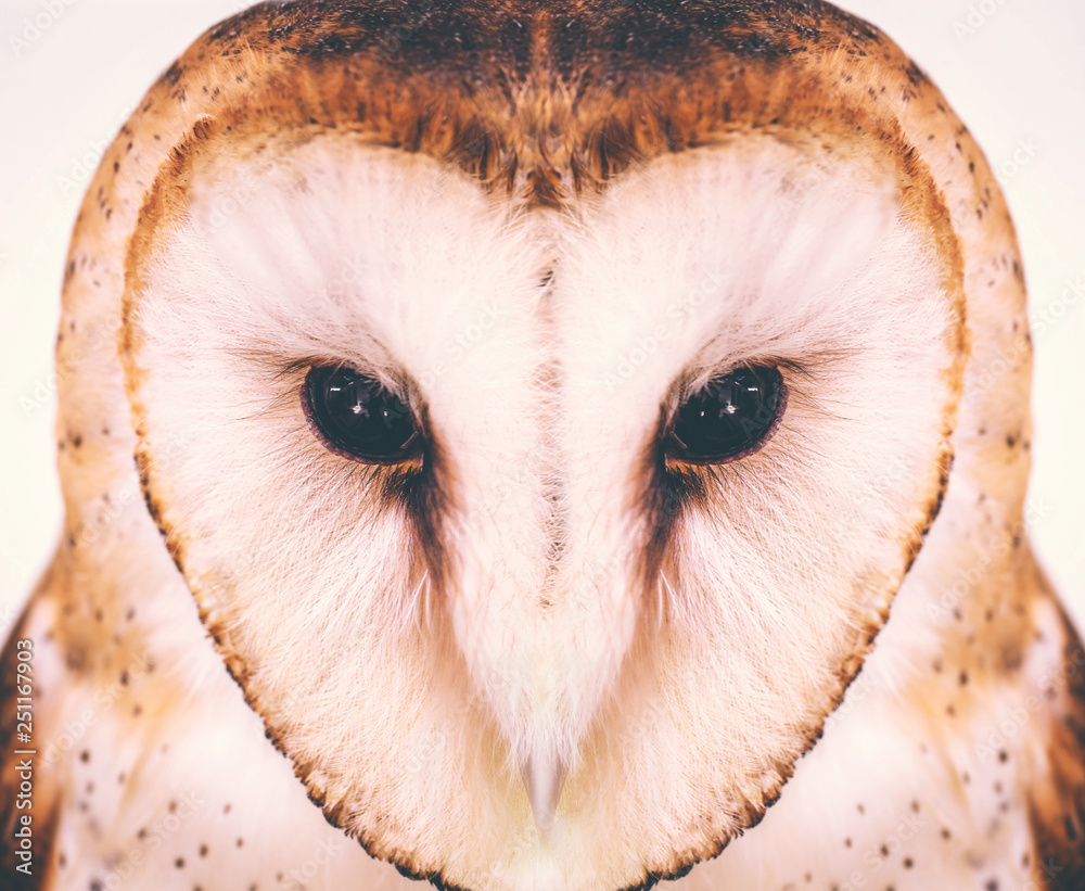 owl face in high resolution Stock Photo | Adobe Stock