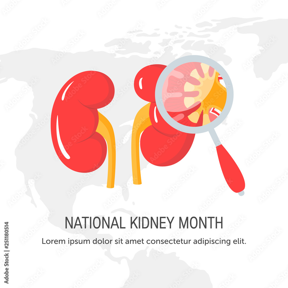 National kidney month concept in flat style Stock Vector | Adobe Stock