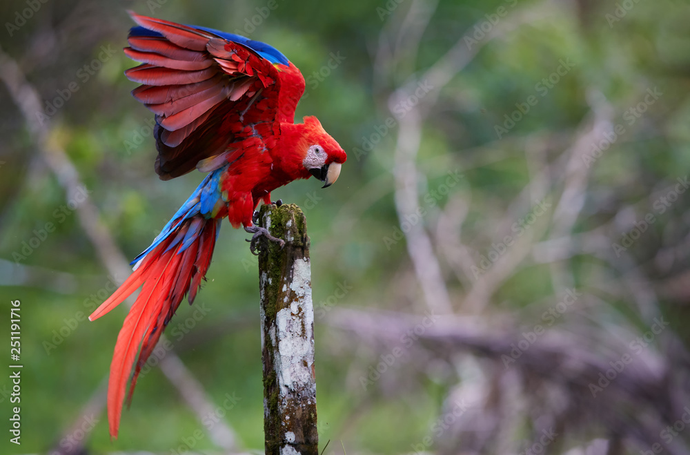 Scarlet Macaw parrot, Ara macao, red and blue, large colorful amazonian ...