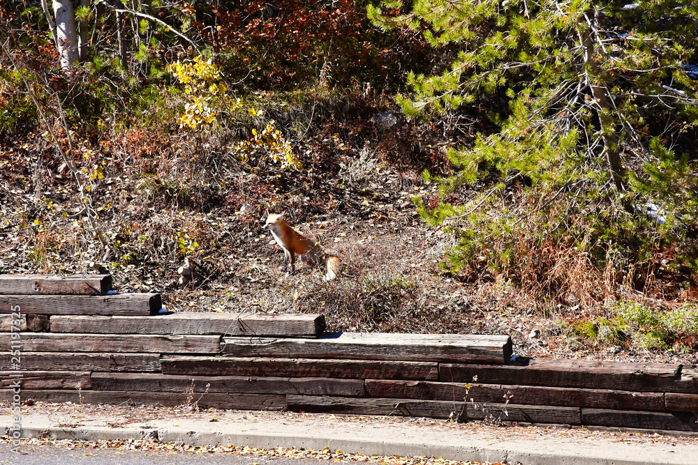 Fuchs Stock Photo | Adobe Stock