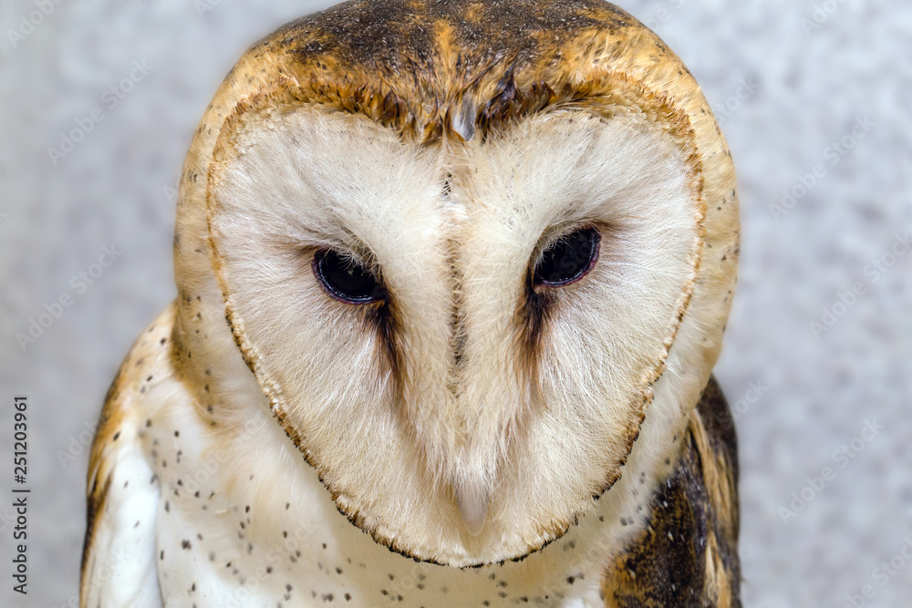 owl face in high resolution Stock Photo | Adobe Stock