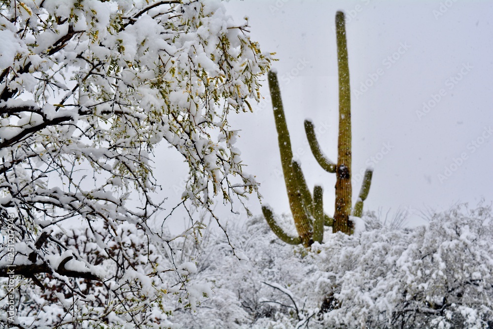 Saguaro National Park Winter