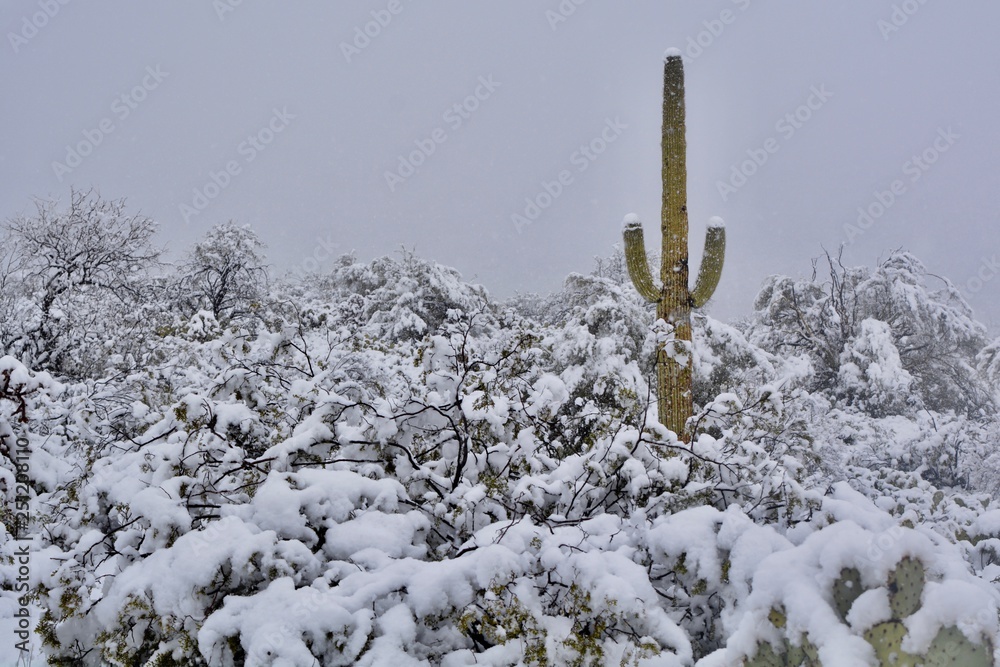 Saguaro National Park Winter