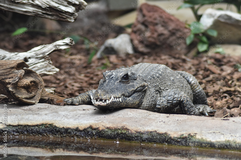 West African dwarf crocodile Stock Photo | Adobe Stock