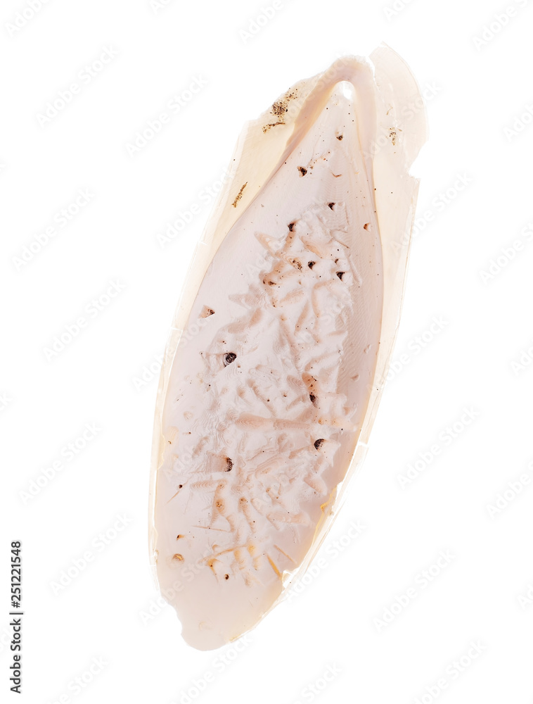 Found, natural Cuttlefish bone aka cuttlebone, the internal shell of ...