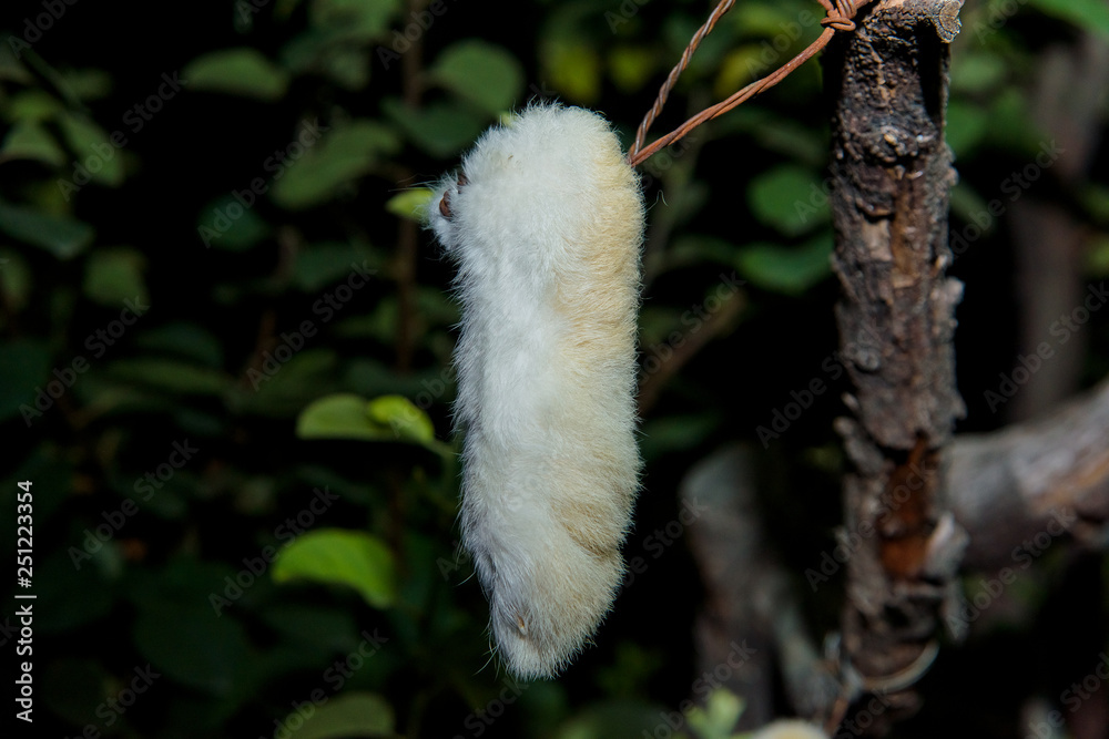 A split carcass of a rabbit. Skinning the rabbit. The slaughter and ...