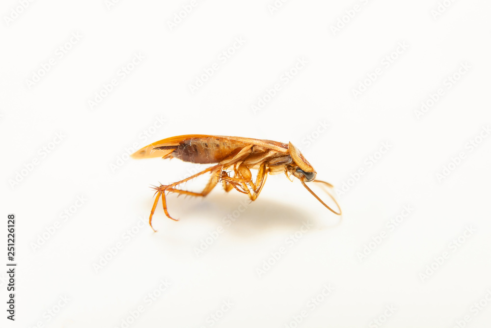 Dead cockroach on white background. Brown cockroach. Insect. Parasite ...
