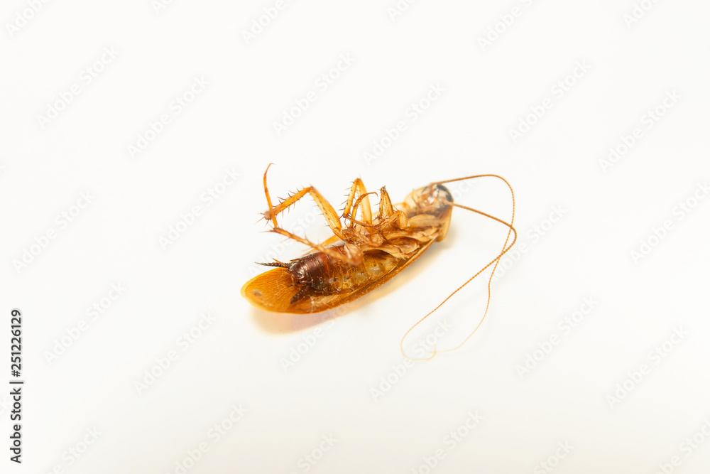 Dead cockroach on white background. Brown cockroach. Insect. Parasite ...