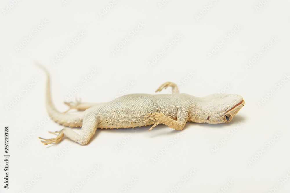 Lizard on white background. A beige lizard that lies on its back ...