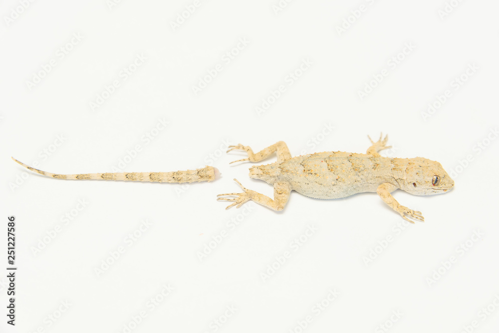 Lizard on white background. Beige lizard without tail. The reaction of ...