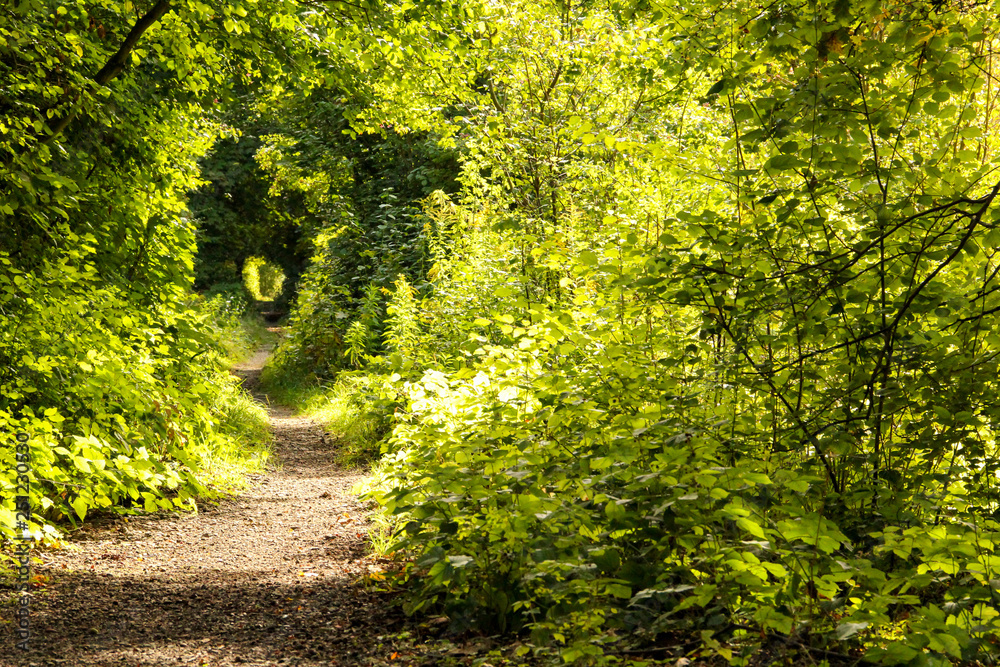 Lush Forest Path