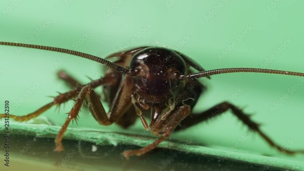 Large cockroach moving its antennae, antenna, palps. Macro Stock ビデオ ...