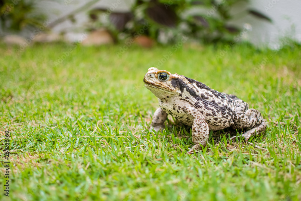Sapo de pele áspera na grama procurando insetos Stock Photo | Adobe Stock