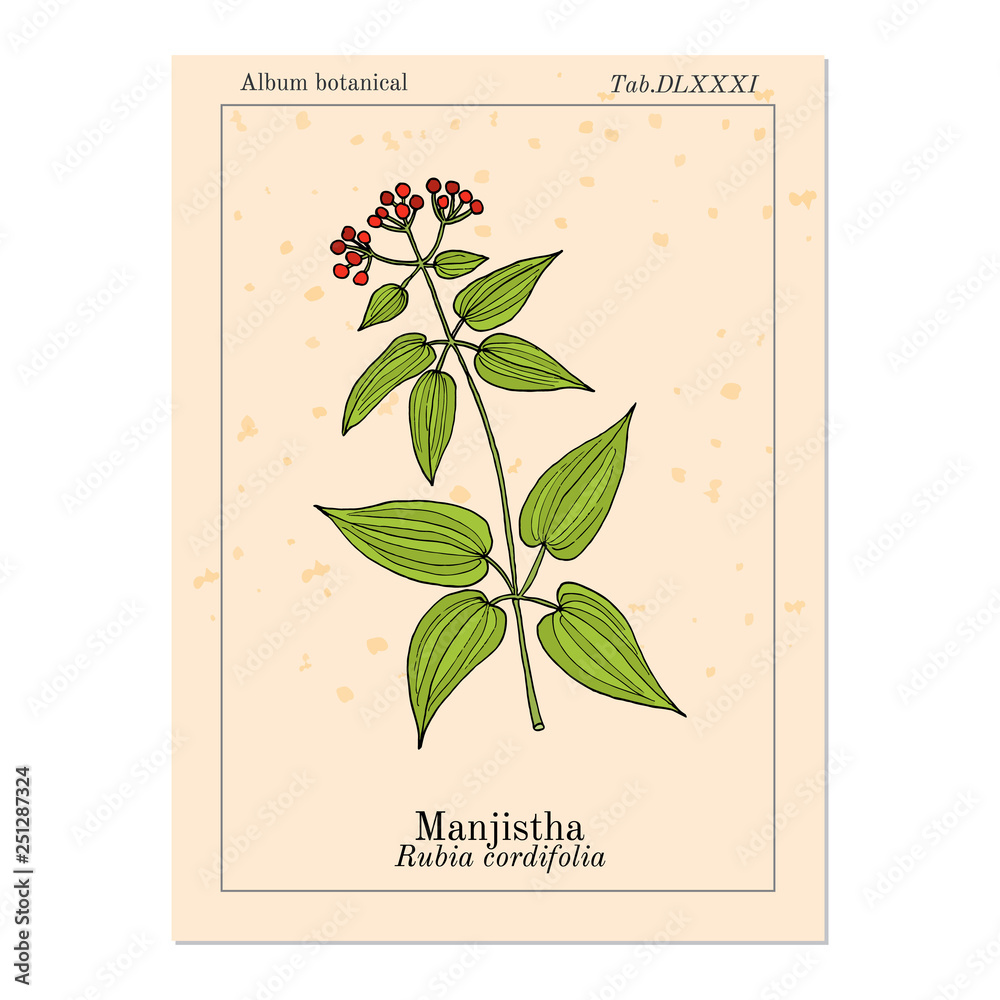 Manjistha Rubia cordifolia , or Indian madder, medicinal plant Stock ...