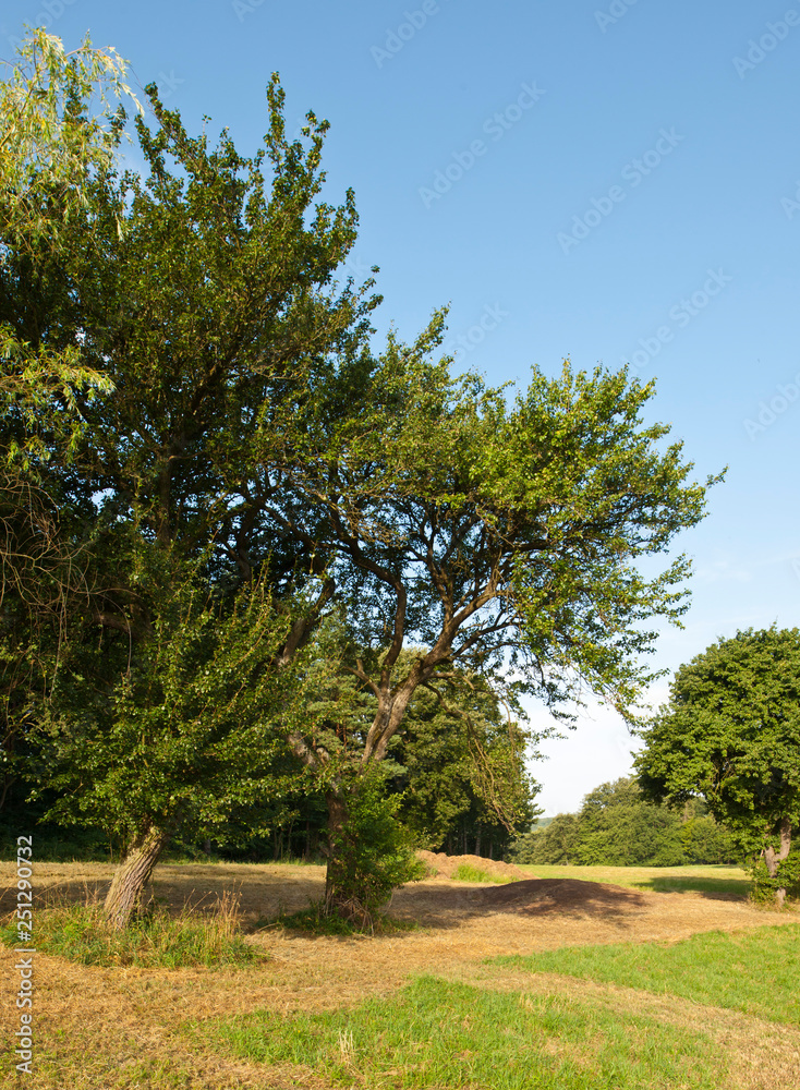 pyrus pyraster, wild pear Stock Photo | Adobe Stock