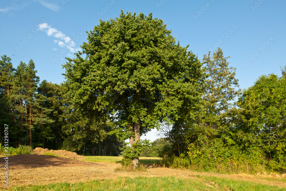 pyrus pyraster, wild pear Stock Photo | Adobe Stock