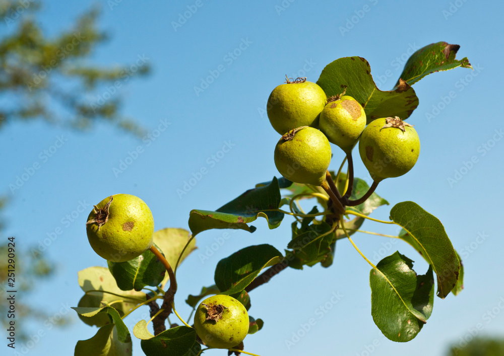 pyrus pyraster, wild pear Stock Photo | Adobe Stock