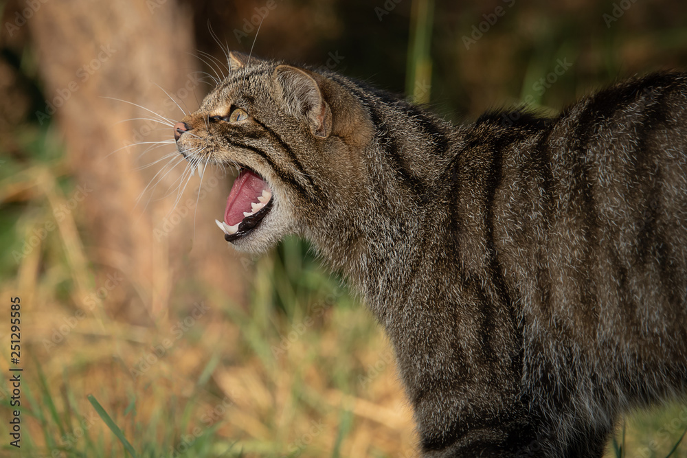 A close up side view portrait of a scottish wildcat facing to the left ...