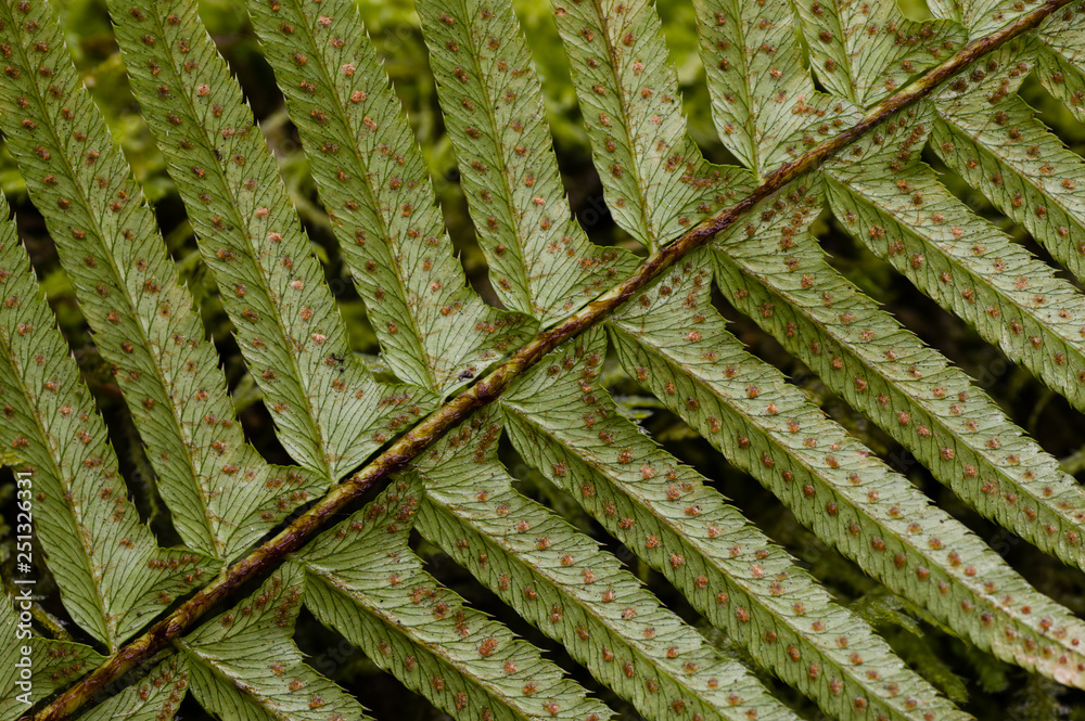 Sori, where spores are formed, on the underside of Western Sword Fern ...