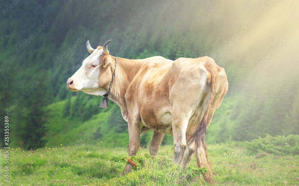 Cows graze on alpine hills in sun beams. Picturesque and gorgeous day ...