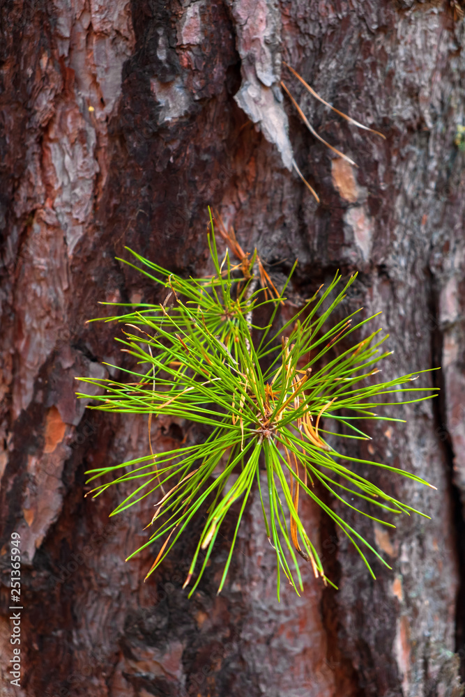 Trunk of a European larch tree - Larix decidua - covered with a cracked ...