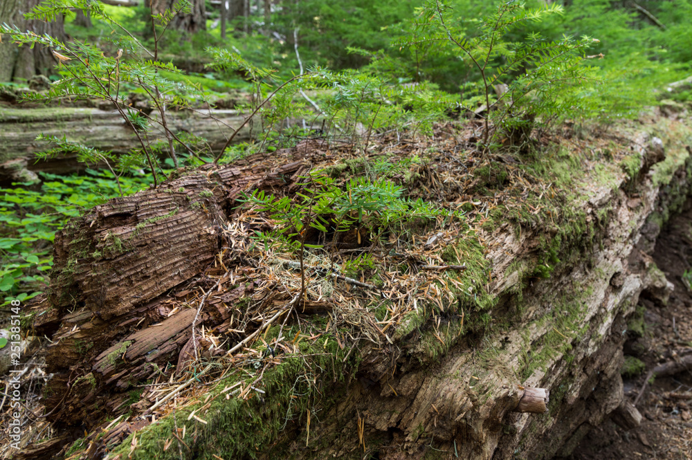 Western Hemlock (Tsuga heterophylla) seedlings growing on a nurse log ...