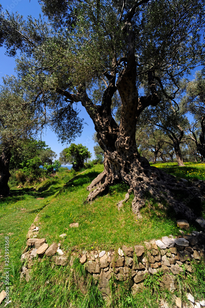 alter Olivenbaum (Olea europaea) - olive tree / Montenegro Stock Photo ...