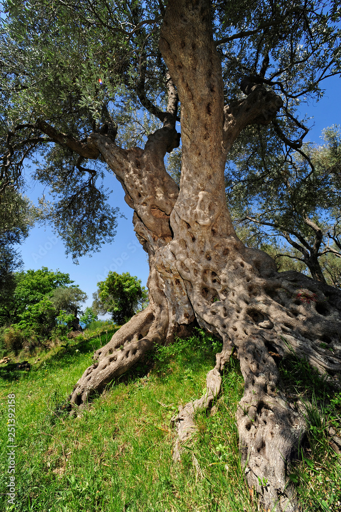alter Olivenbaum (Olea europaea) - olive tree / Montenegro Stock Photo ...