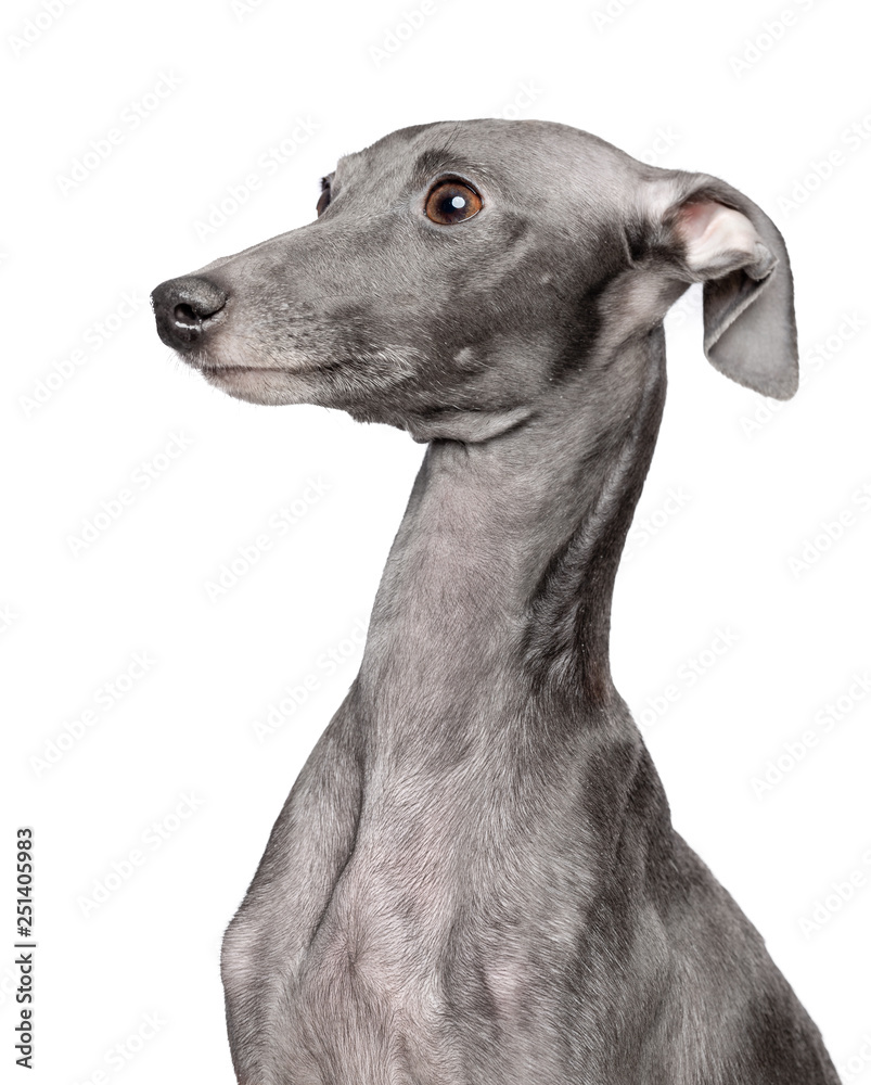All White Italian Greyhound