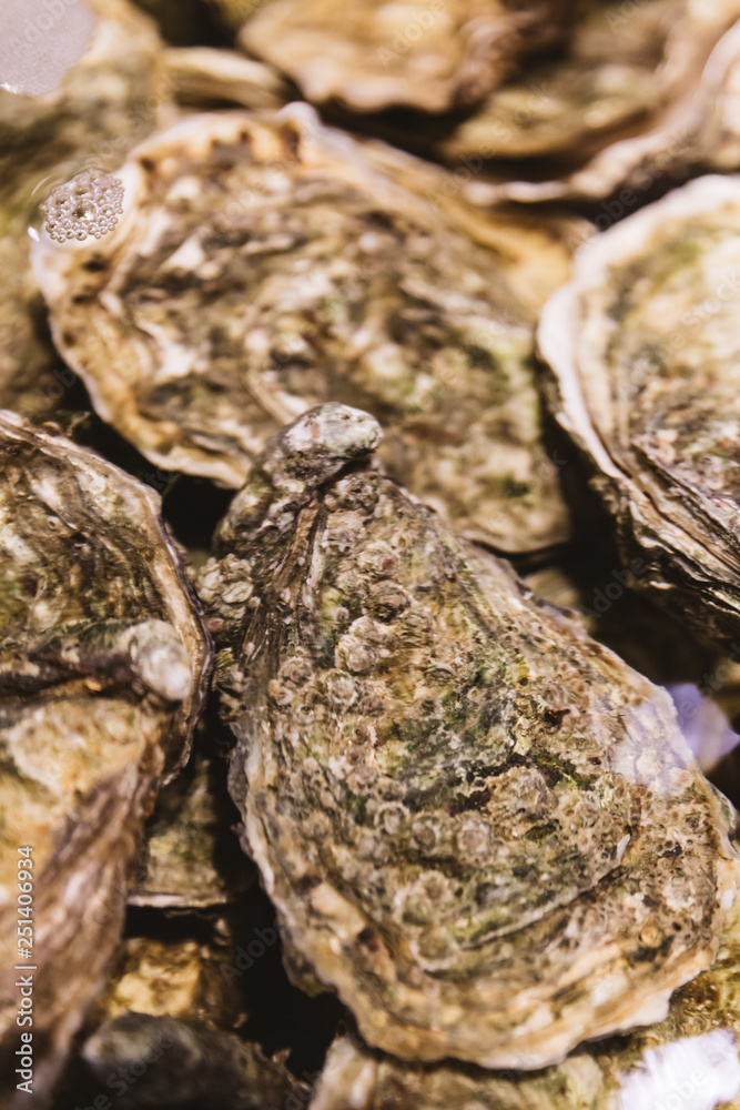 Live Oysters In Water