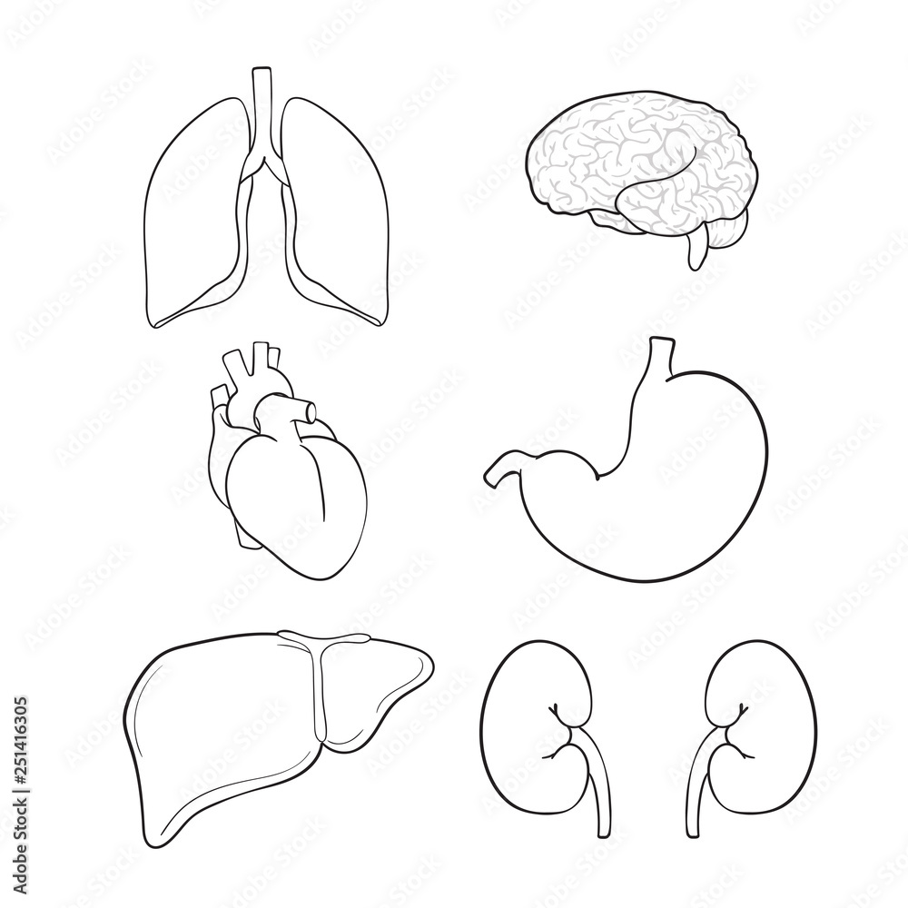 Outline vector organs on white background Stock Vector | Adobe Stock