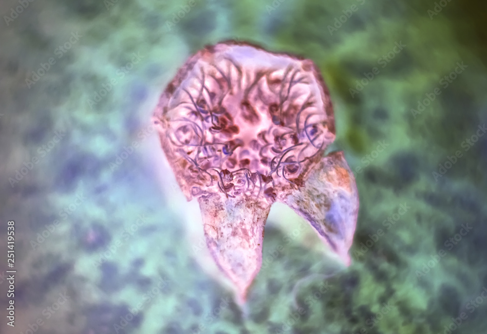 bacteria or cells under a microscope. Multiplication of bacteria or ...