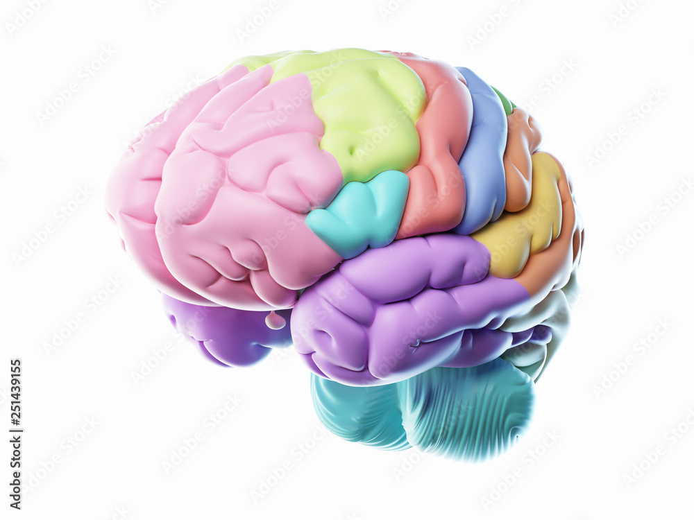 3d rendered illustration of the different human brain areas Stock ...
