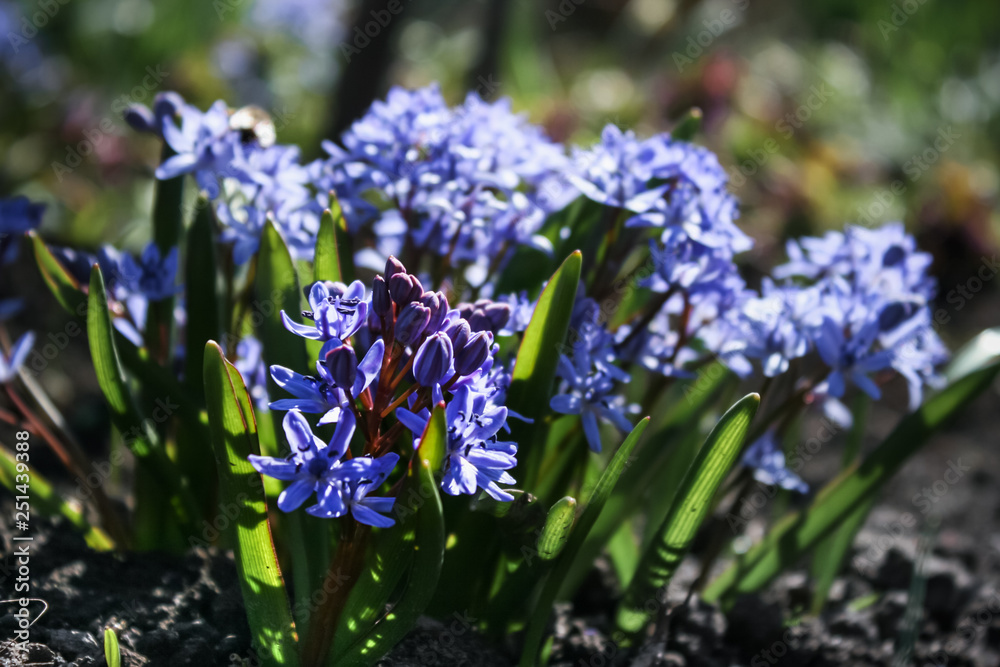 Early Blue Spring Flowers