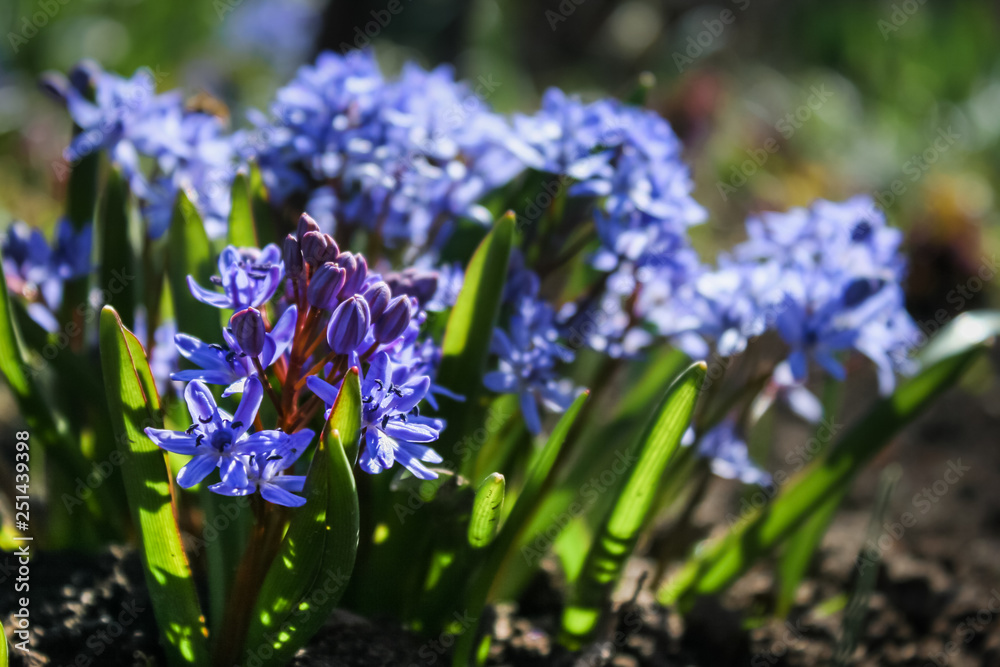 Blue Flowers Early Spring