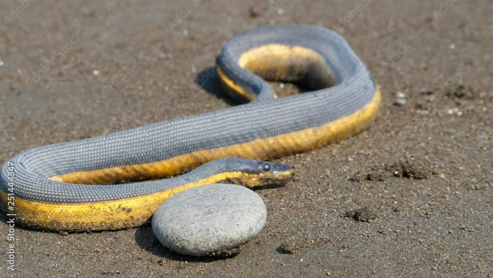 Tropical yellow sea snake on the sand of the beach Hydrophis platurus ...