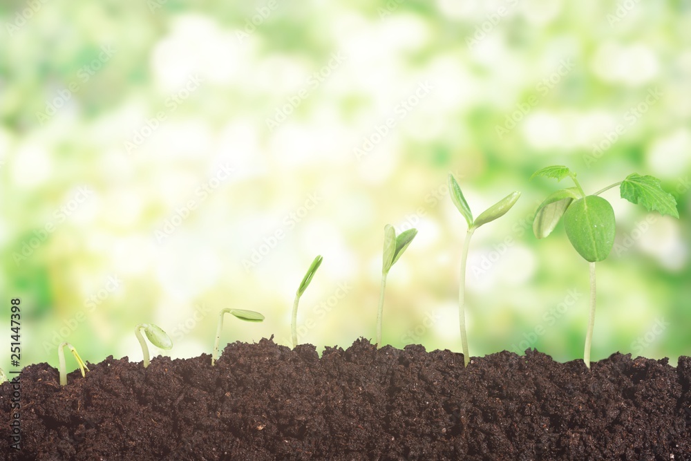 Growth of new life on background Stock Photo | Adobe Stock