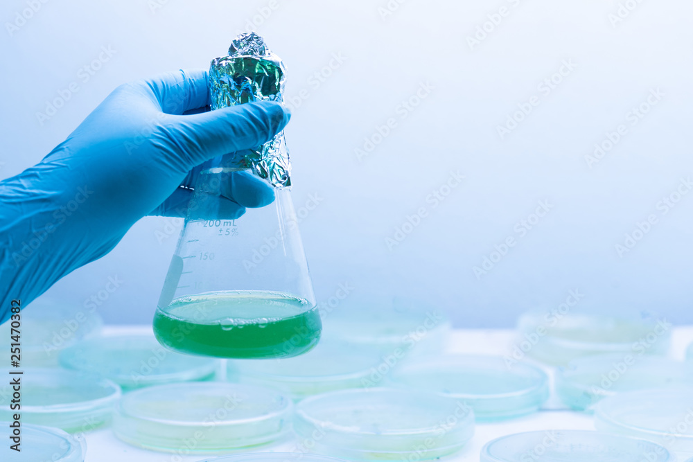 Colony of blue green algae in culture medium plate. Stock Photo | Adobe ...