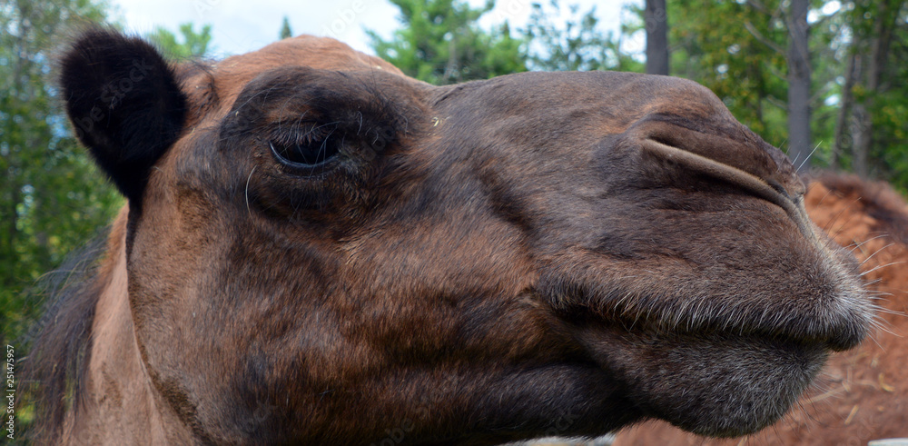 Camel is an ungulate within the genus Camelus, bearing distinctive ...