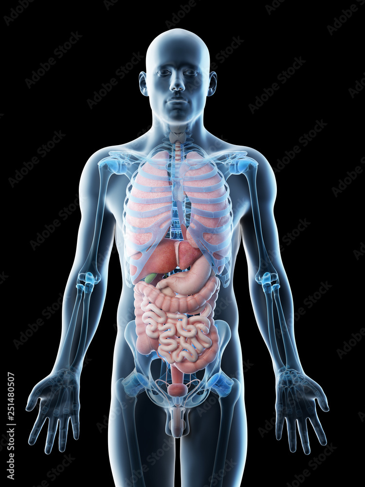 3d rendered illustration of a mans organs Stock Illustration | Adobe Stock