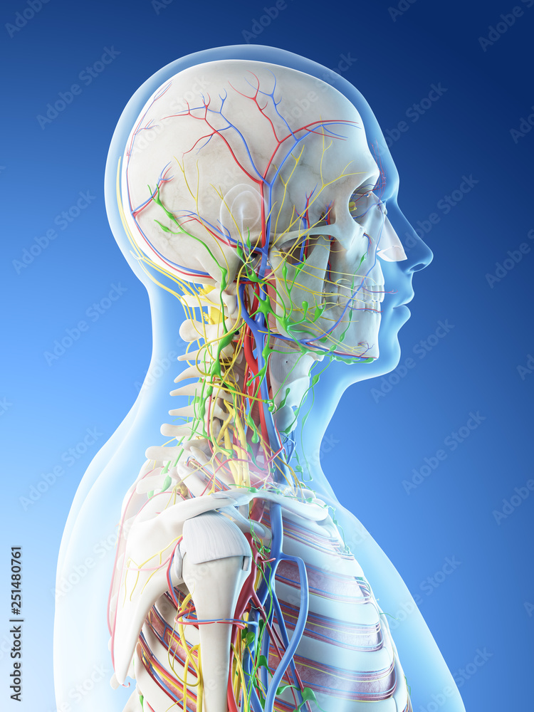 3d rendered illustration of a mans anatomy of the head and neck Stock ...