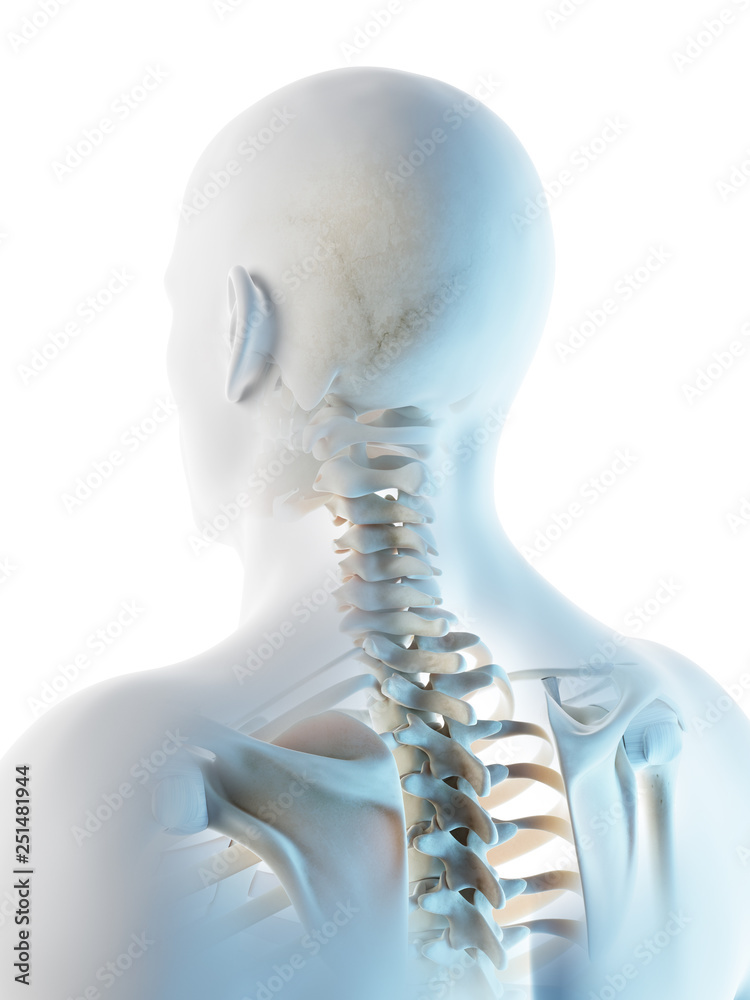 3d rendered illustration of a mans skeletal anatomy of the head and ...