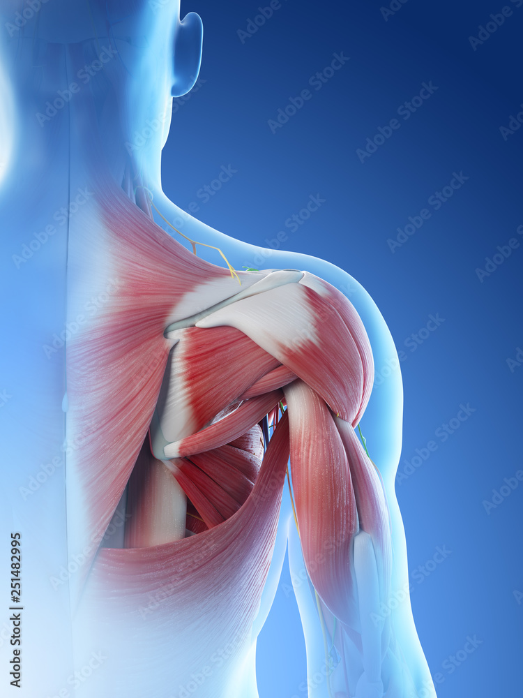 3d rendered illustration of a mans anatomy of the shoulder Stock ...