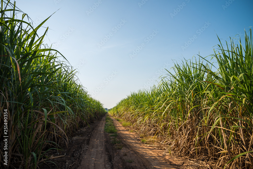 Agriculture sugarcane field farm with blue sky in sunny day background ...