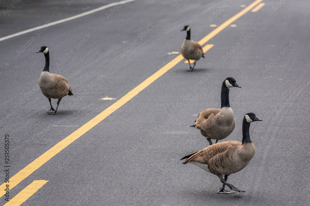 Adult Canadian goose flock blocking busy road traffic by walking on ...