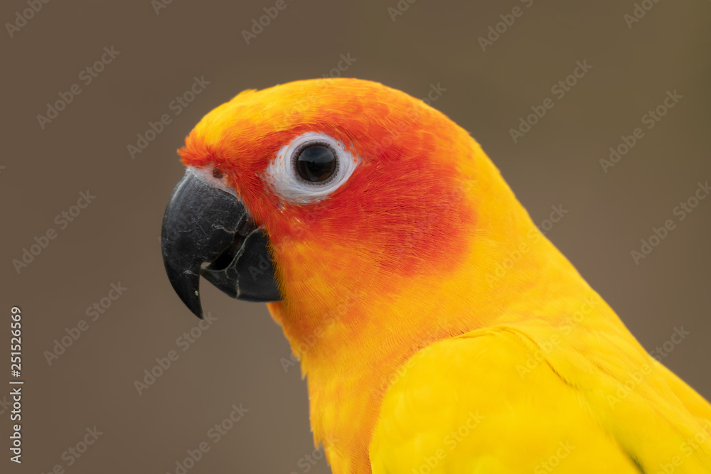 Birds Flying Sun Conure Eye