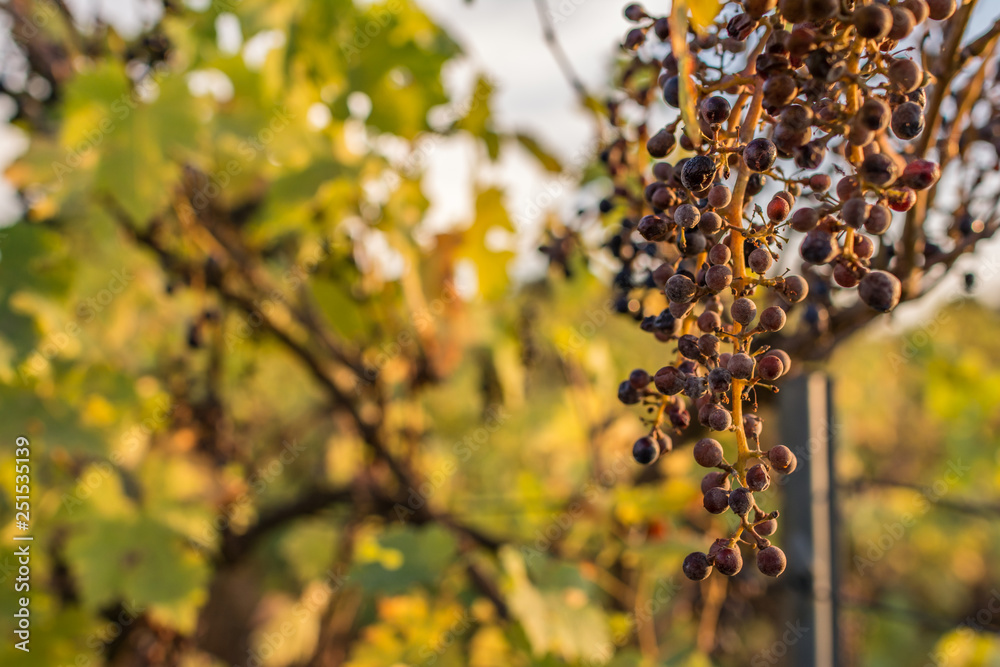 Climate change ruins the grape harvest due to drought Stock Photo ...